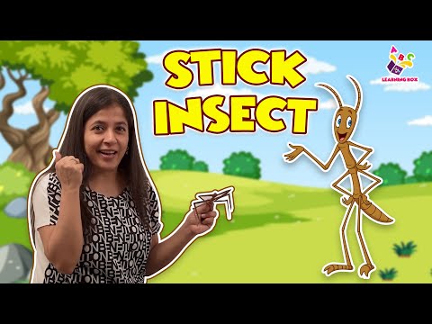 Stick Insect | Insect Camouflage | Nursery Rhymes | Preschool | Learning Box by Puntoon Kids