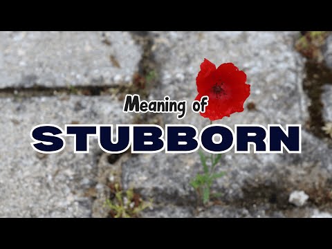 What is the meaning of Stubborn?