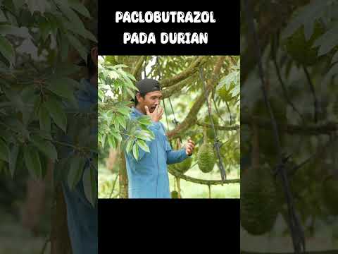 Cara Durian Cepat Berbuah dengan Paklobutrazol