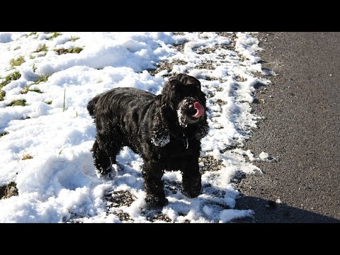 A Guide to Cocker Spaniel Temperament and Behavior