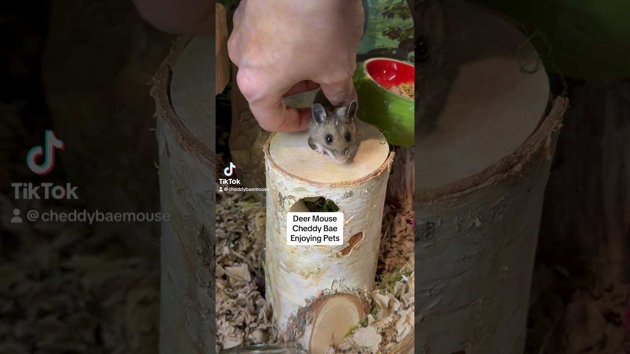 Sweet Deer Mouse Loves Getting Pets 🥹❤️🐭