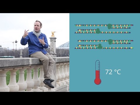 The Theory of PCR