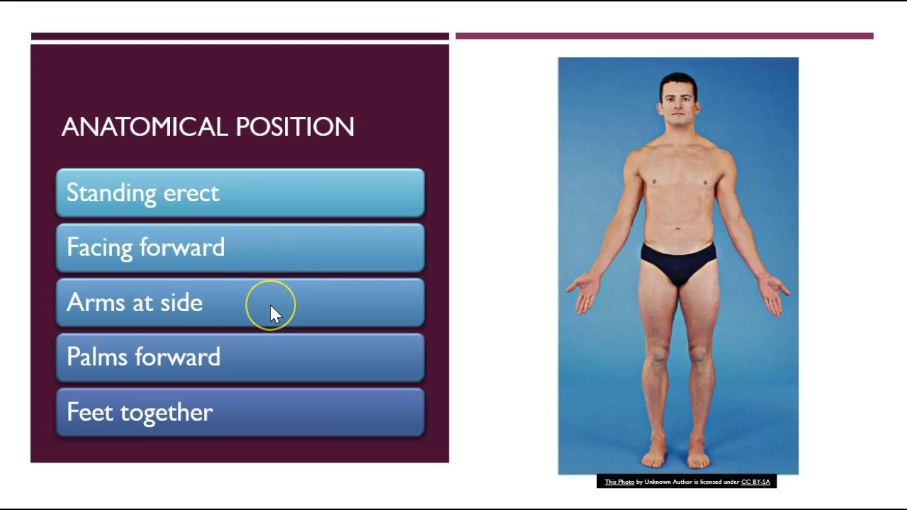 L1-2-Anatomical Position