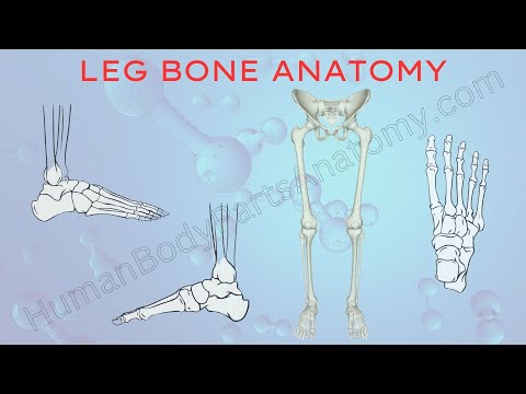 Detailed Leg Bone Anatomy | Complete Guide with Parts, Names & Functions | HumanBodyPartsAnatomy.com
