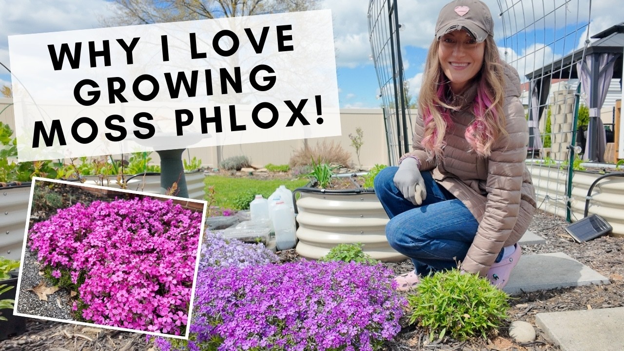 Planting & caring for creeping phlox, my favorite native ground cover & early season pollinator!