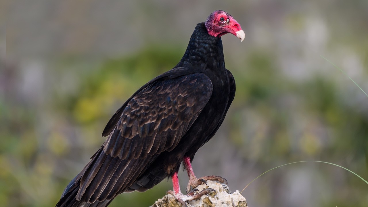Buzz Bit: Turkey Vultures