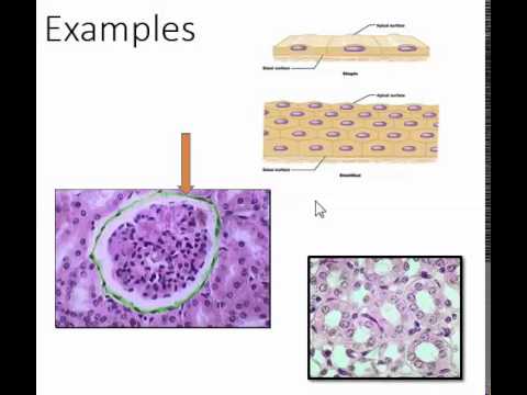 Simple squamous epithelium and cuboidal epithelium