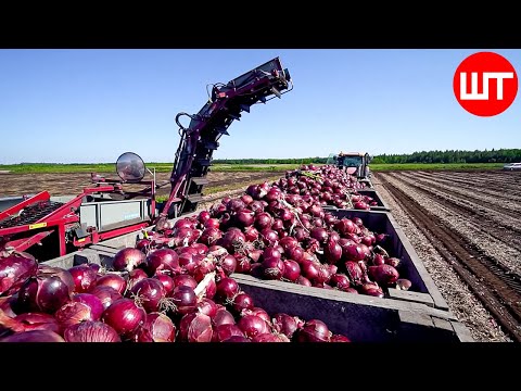 How Millions Of Onions Are Harvested & Processed | Incredible Onion ...