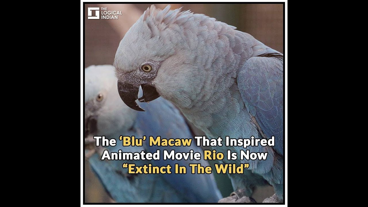 The ‘Blu’ Macaw That Inspired Animated Movie Rio Is Now “Extinct In The Wild”