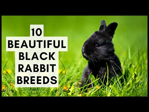 Black Rabbit Breeds - Rich- Farmer