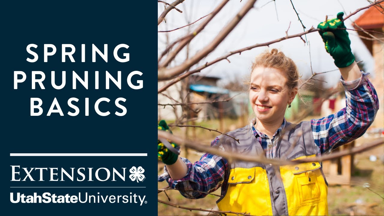 Spring Pruning Basics