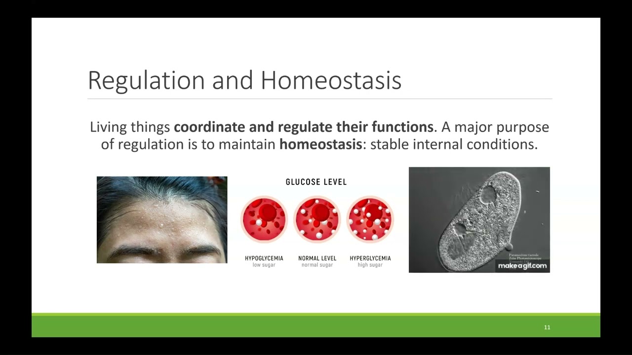 BIO181 Chapter 1 - The Study of Life