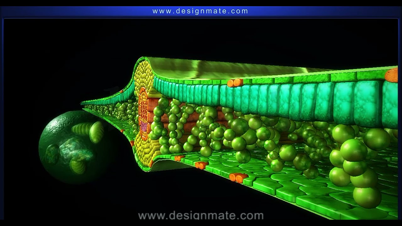 Internal structure of dicotyledonous leaf