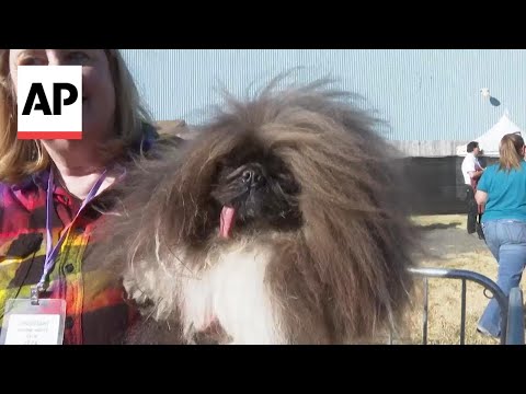 Meet The World’s Ugliest Dog - Mix 103.1