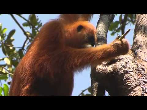 Orangutans making tools, new study | Dear Kitty. Some blog