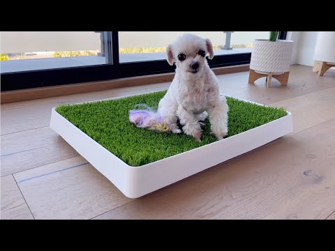 Dog Grass Pad with Tray, Dog Litter Box, Porch Potty for Puppy Pee Training, Disassembled Pad Holder