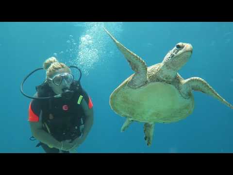 Magic2 Snorkel & Dive, Great Barrier Reef, Cairns, Australia