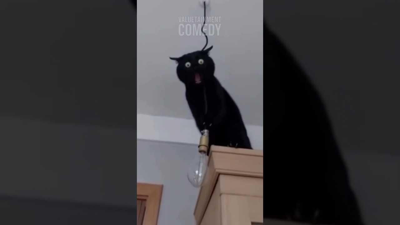 Cat Gets Electrocuted And His Reaction Is Wild ⚡🤣