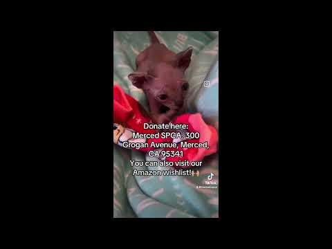 Merced SPCA | Welcome to Merced SPCA!