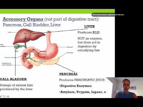 TheDigestiveSystem