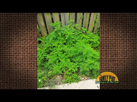 Q&A – What is this plant? -A: Ragweed