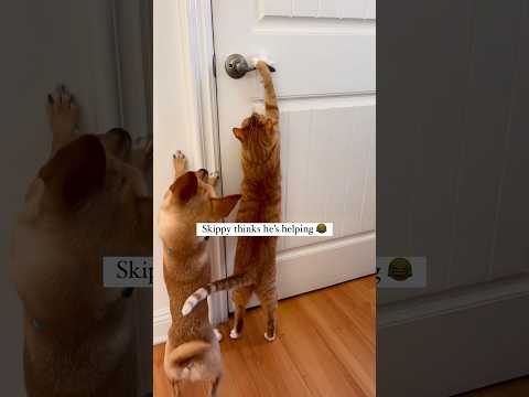 Partners in crime - Part 3! #catburglar #cats #dogs #pets #amazinganimals #amazingpets #funnypets