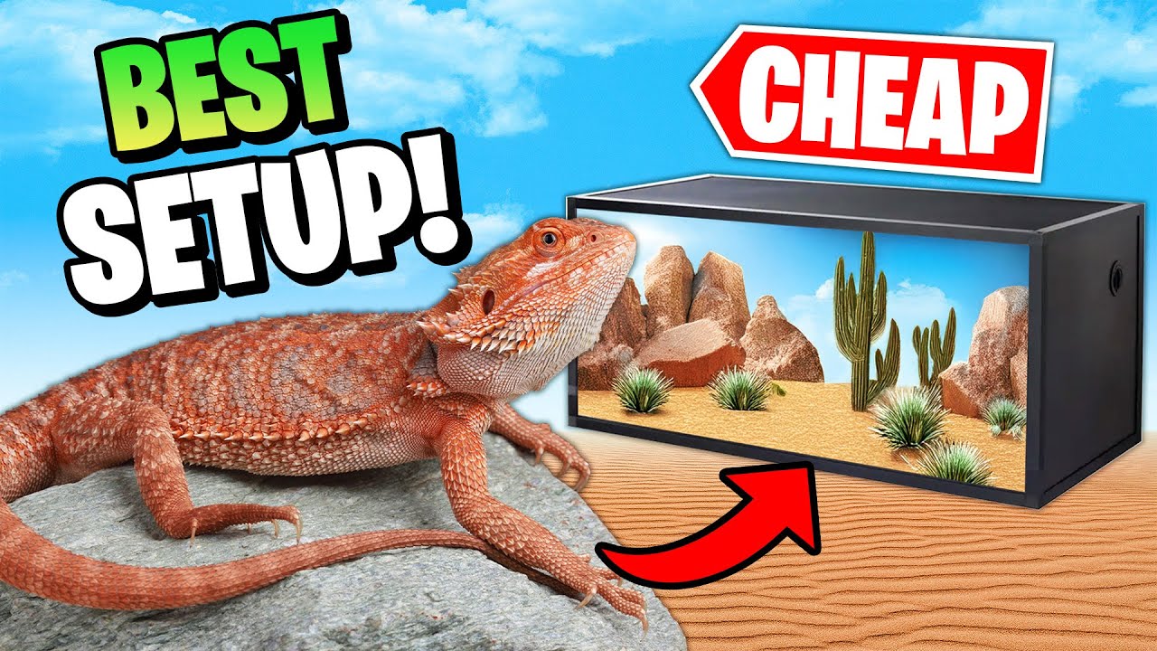 Best Bearded Dragon Setup on a Budget!