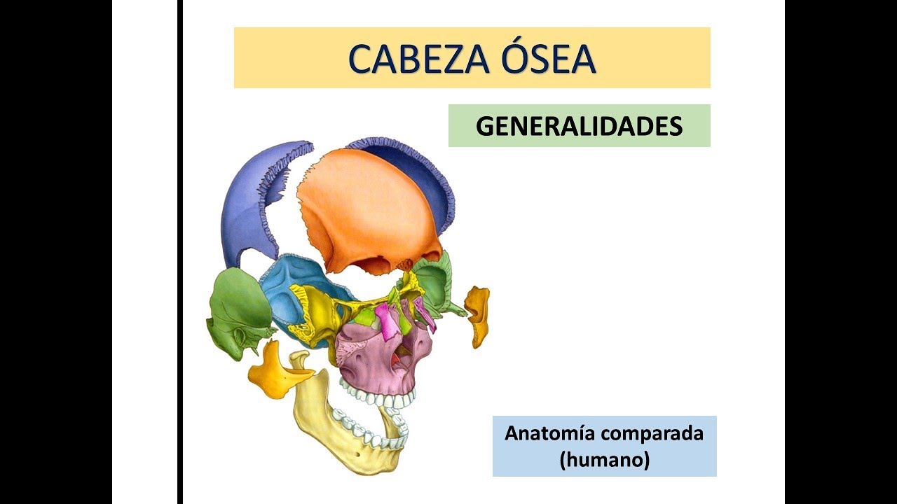 Generalidades de Cabeza ósea | BiologíaXXI