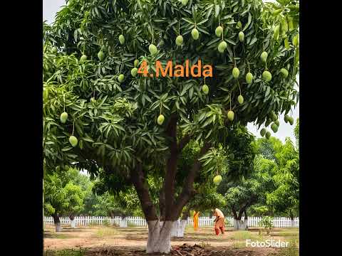 #top 10 mango 🥭 tree varities in the world 🌍