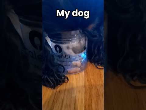 Borzoi dog (long nose dog meme) VS my dog #meme #cute #dogsofyoutube