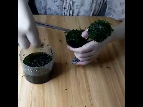 Fish Tank Plant Moss Tree Landscaping Decoration Wood Plant Root Driftwood Aquatic Plants Grass Aqua