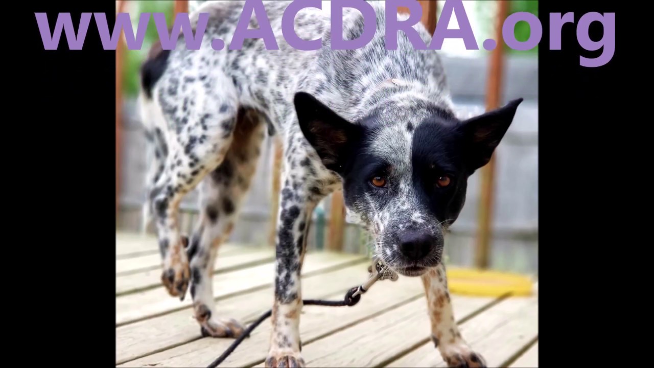 ACDRA Rayne