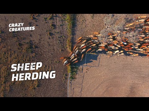 How Single Dogs Can Herd Giant Groups of Sheep