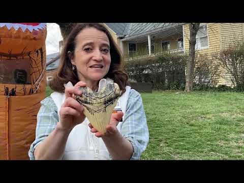 Discover Dinosaurs Part 2: Herbivore or Carnivore?