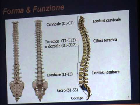 Cenni di Anatomia & Funzione del Rachide. – Neurologia Funzionale ...