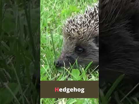 Animal names in English starting with the letter G and H