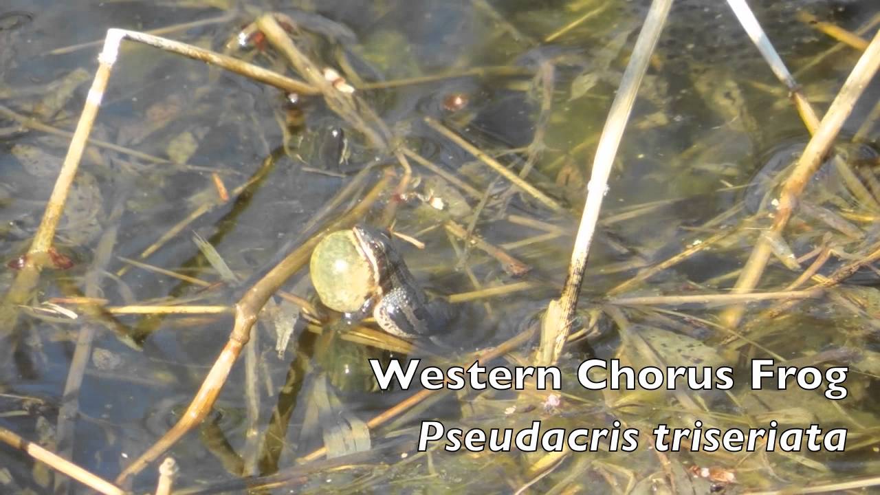 Pseudacris triseriata - Western Chorus Frog