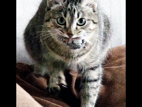 Steam Community :: Video :: Кошачий тверк