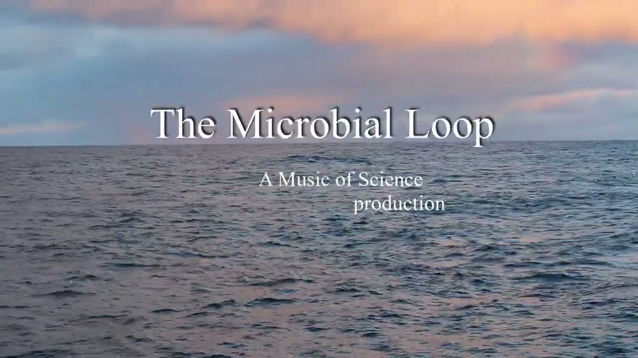 Microbial Loop Song