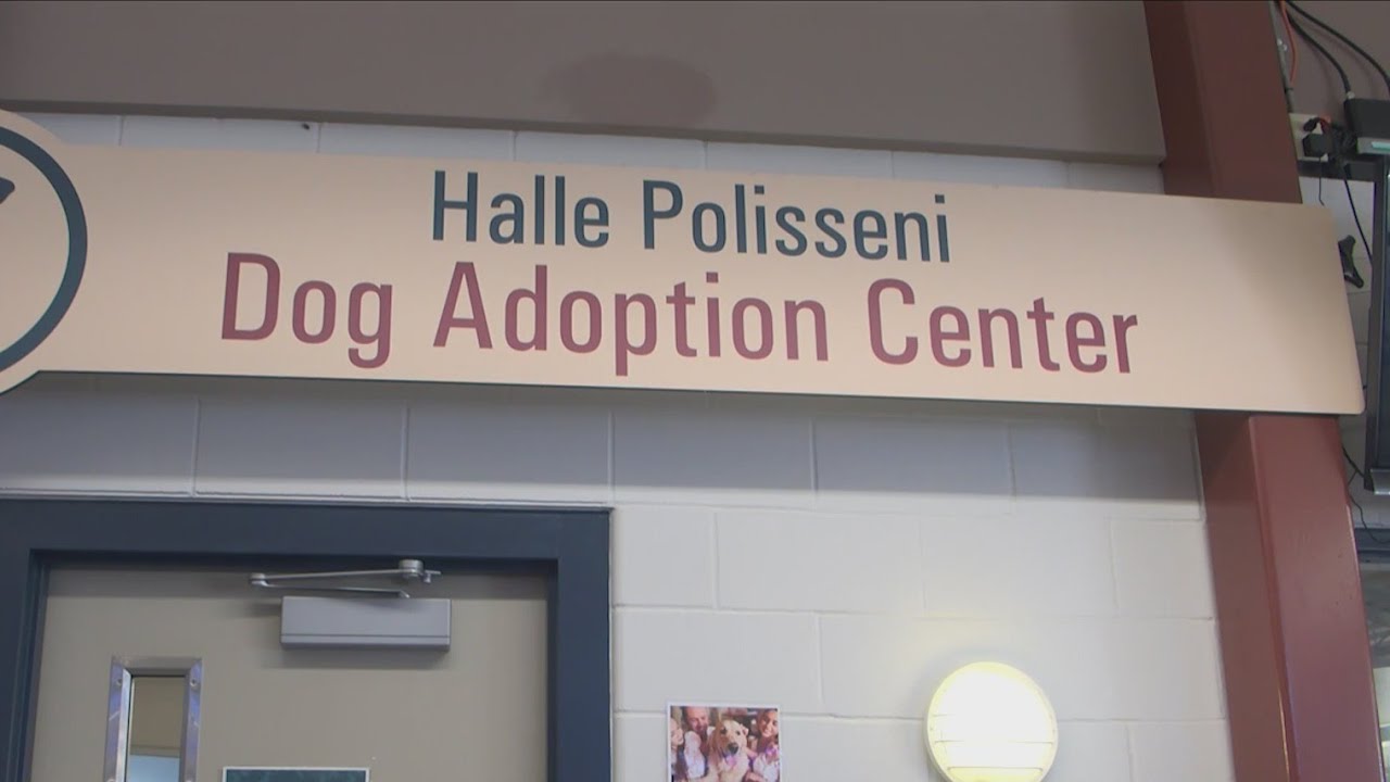 Lollypop Farm will hold webinars for those looking to adopt dogs rescued from hoarding situation