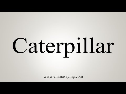 How To Say Caterpillar