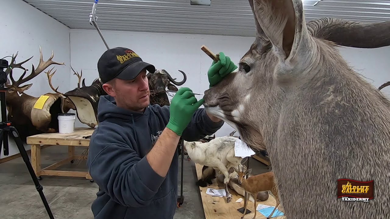 Mounting An African Kudu