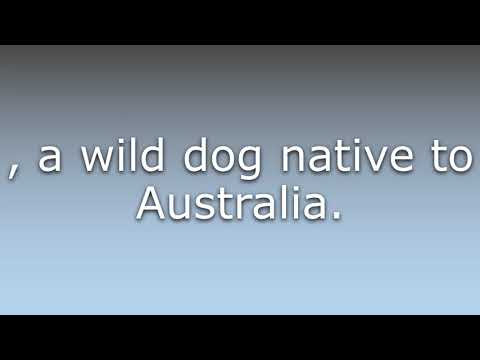 What does Dingo mean?
