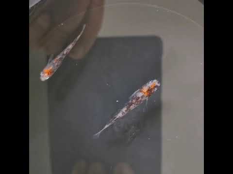 (Video) Medaka „Ujo tri color“ September 2019 | medaka projekt メダカプロジェクト