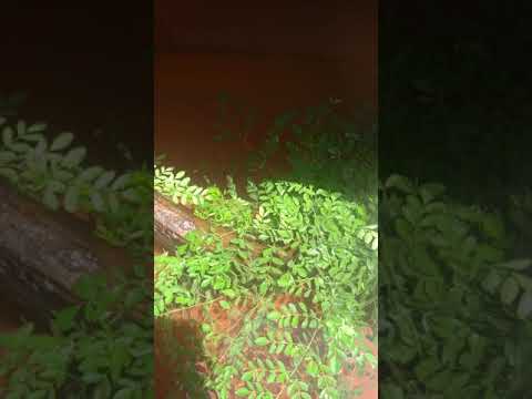 Apalone ater y chelidra serpentina