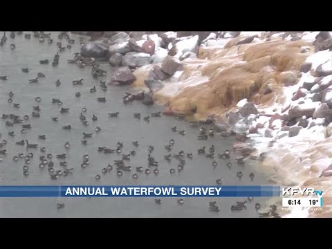 Game and Fish reports significantly fewer waterfowl in the state this year