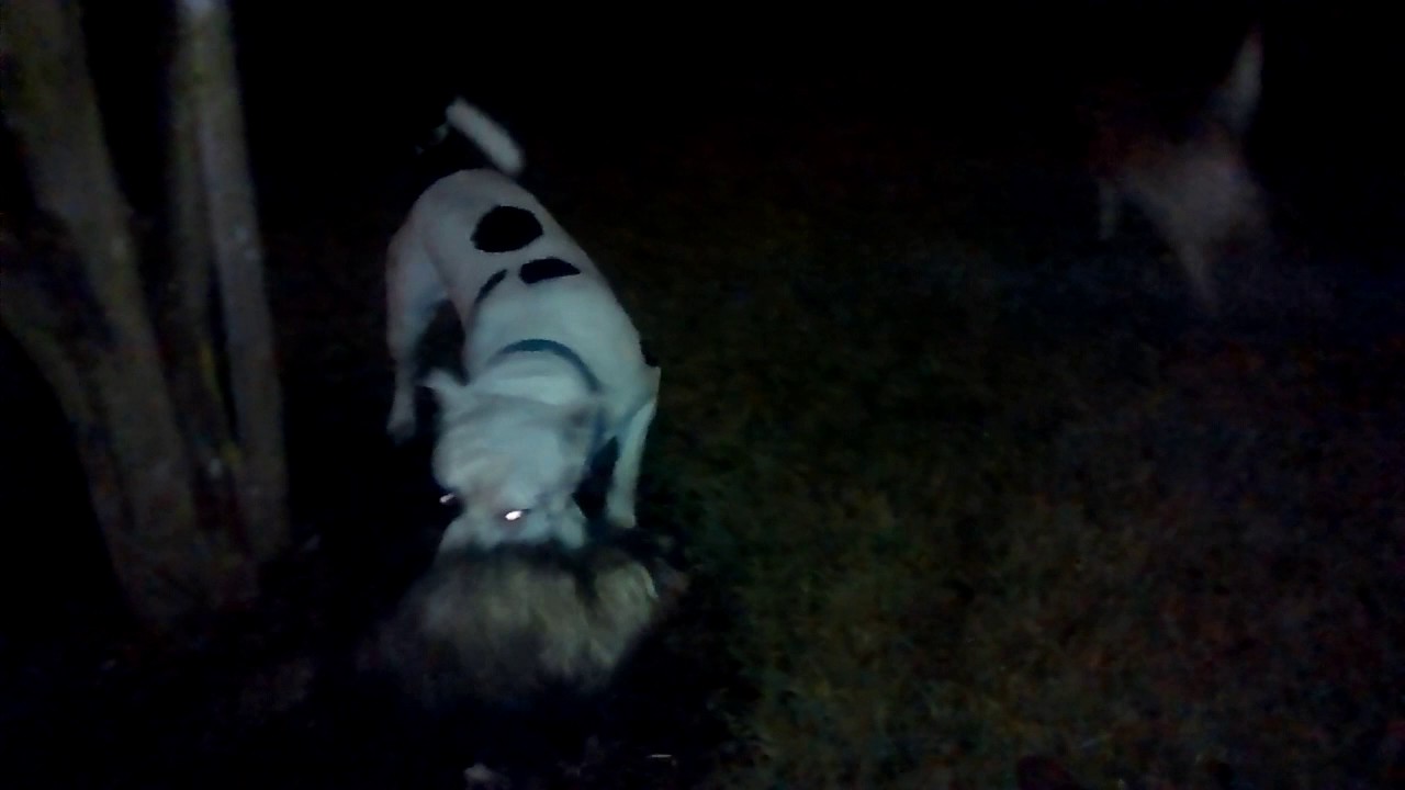 Pit Bull vs Raging Possum