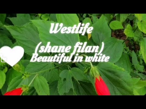 Beautiful in white - Shane Filan song lyrics