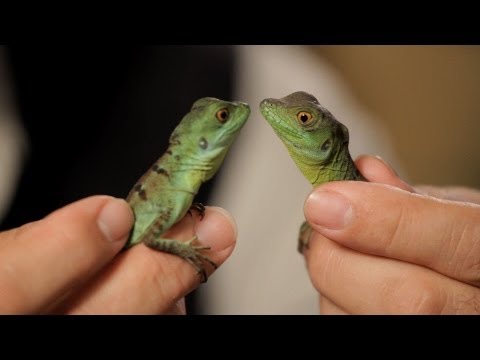 4 Cool Facts about Basilisks | Pet Reptiles