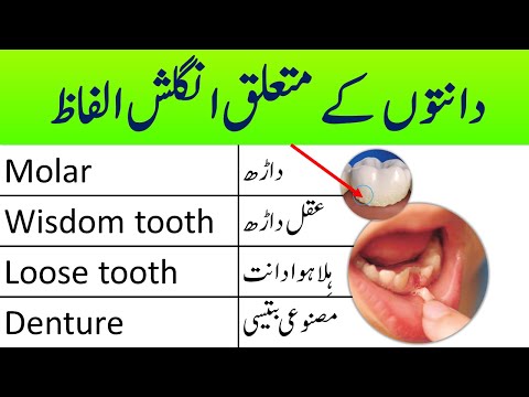 Dental Vocabulary with Urdu Meanings for Daily use | Vocabineer